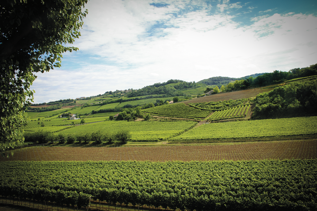Välkommen Collis Heritage – italiensk vintradition möter Wine Affair ...